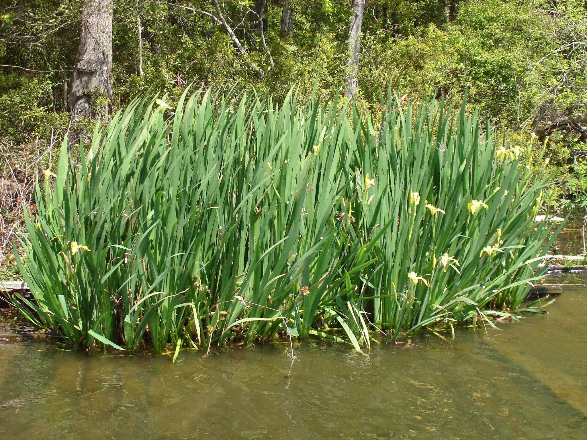 Emergent Aquatic Plants | Outdoor Alabama